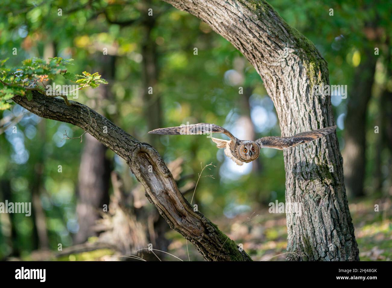Owl action shot. Long-eared owl flying through the trees. Asio altus ...