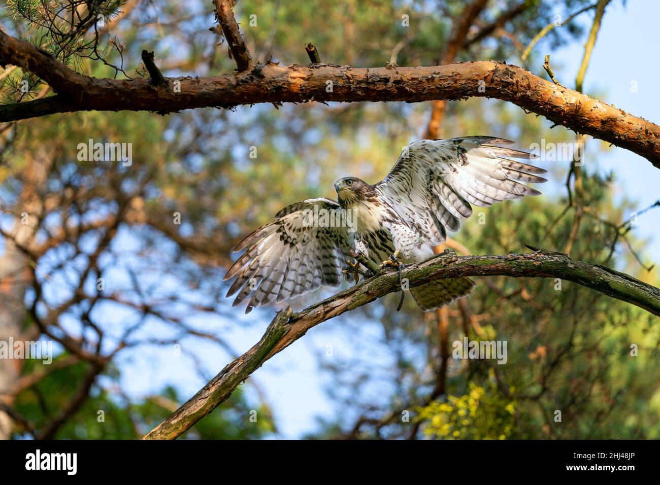 Red tailed hawk landing on a tree trunk with spred wings on sunny day ...