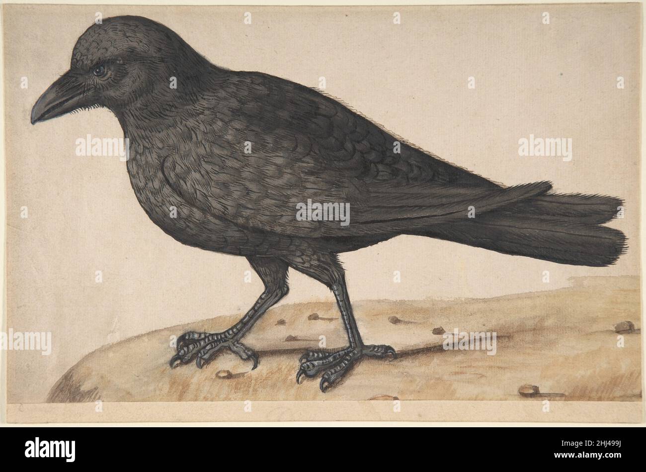 A Crow Anonymous, Italian, 17th century Italian. A Crow. Anonymous ...