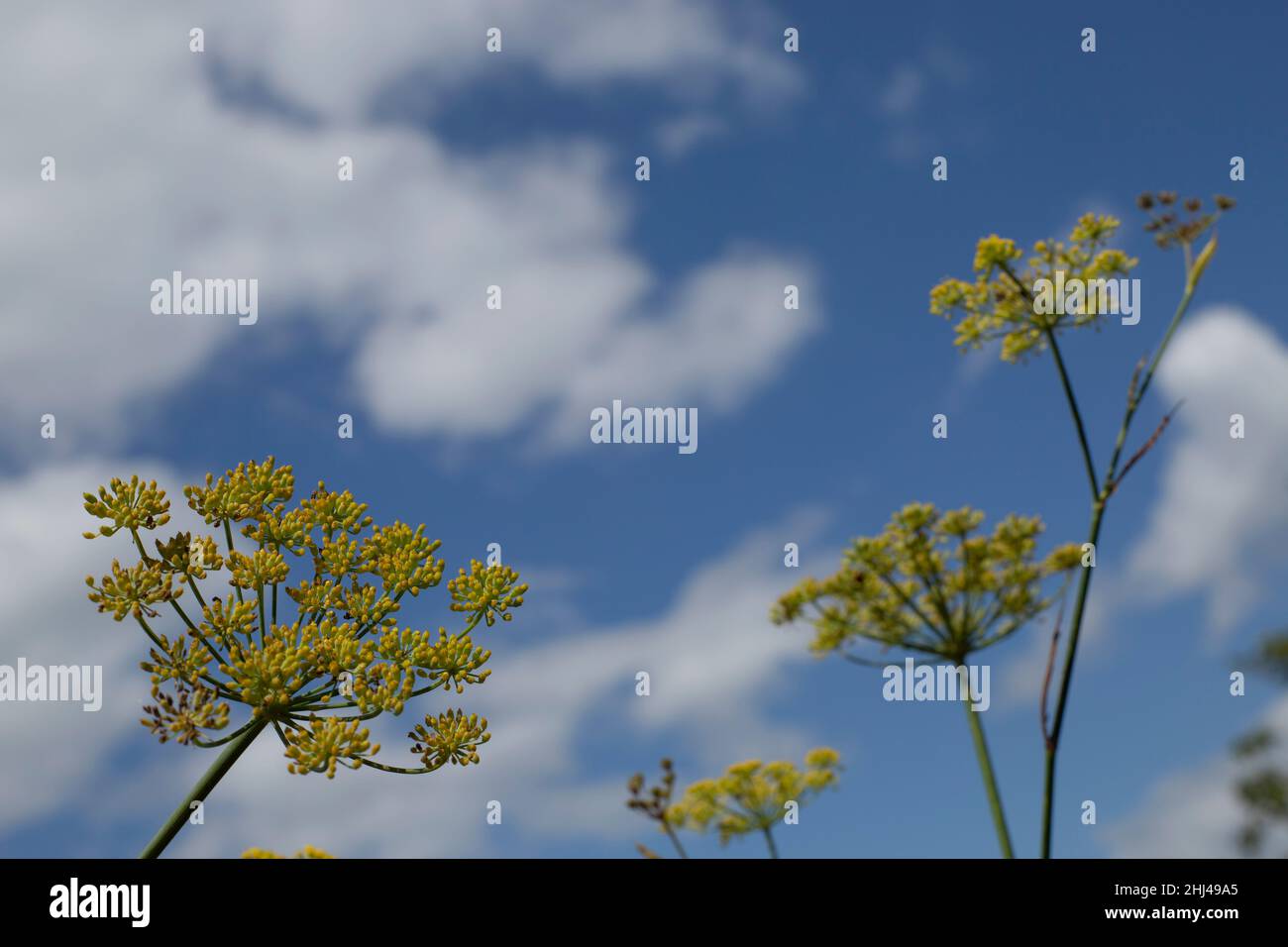 Fennel flower in a blue sky with white clouds Stock Photo - Alamy
