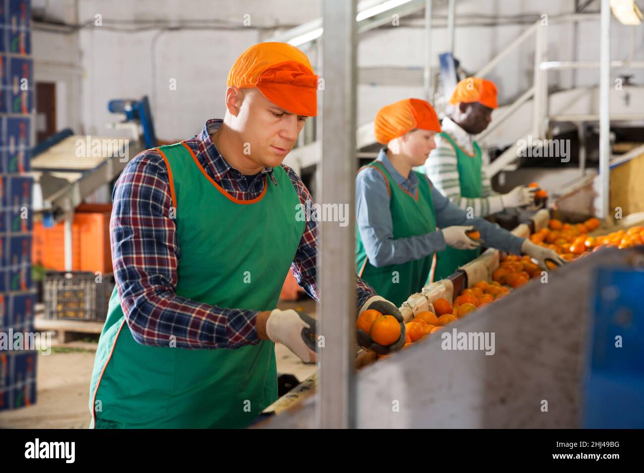Male sorting fresh mandarins on producing grading line Stock Photo - Alamy