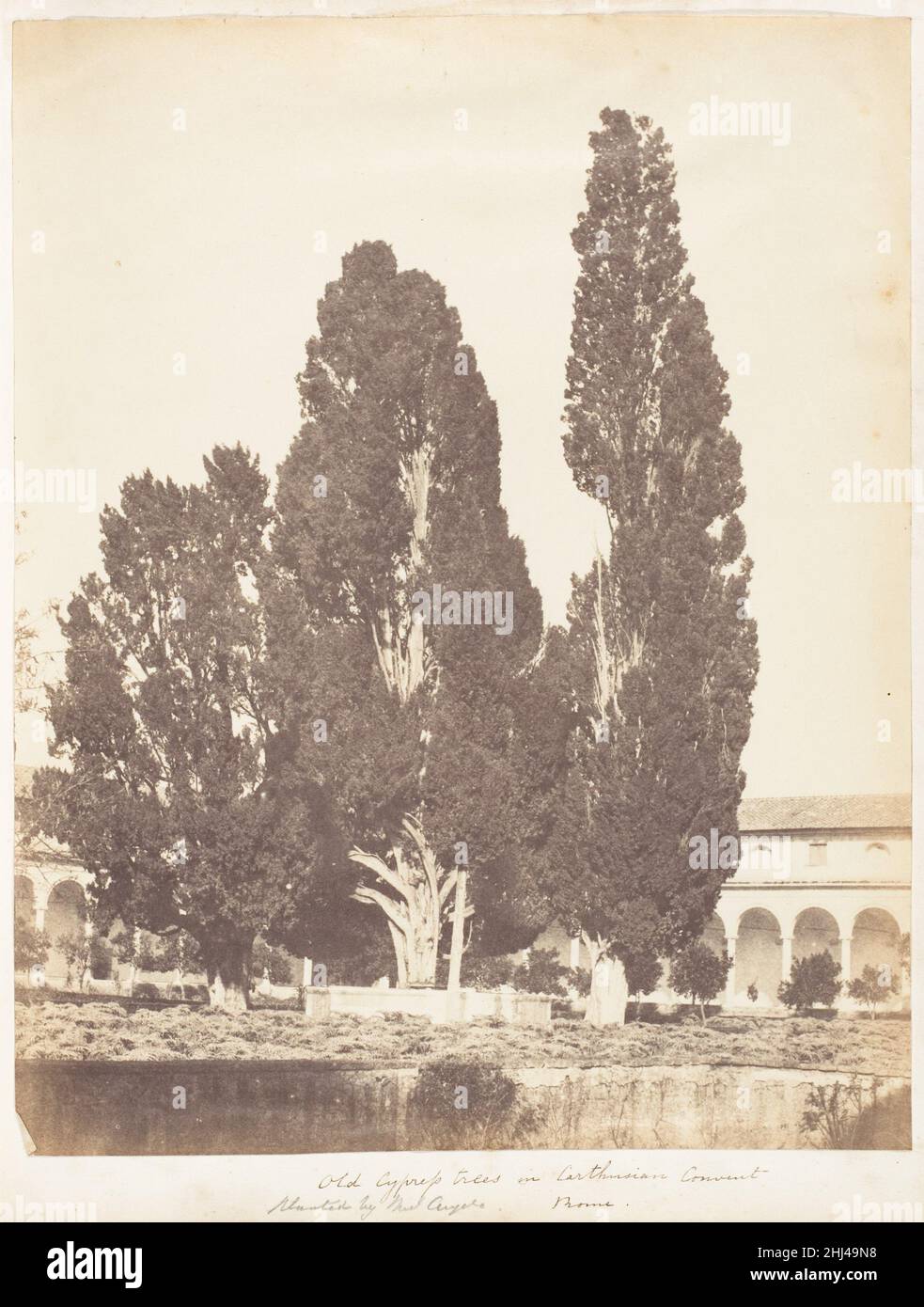 Old Cypress Trees in Carthusian Convent, Rome 1853–56 Possibly by Jane ...