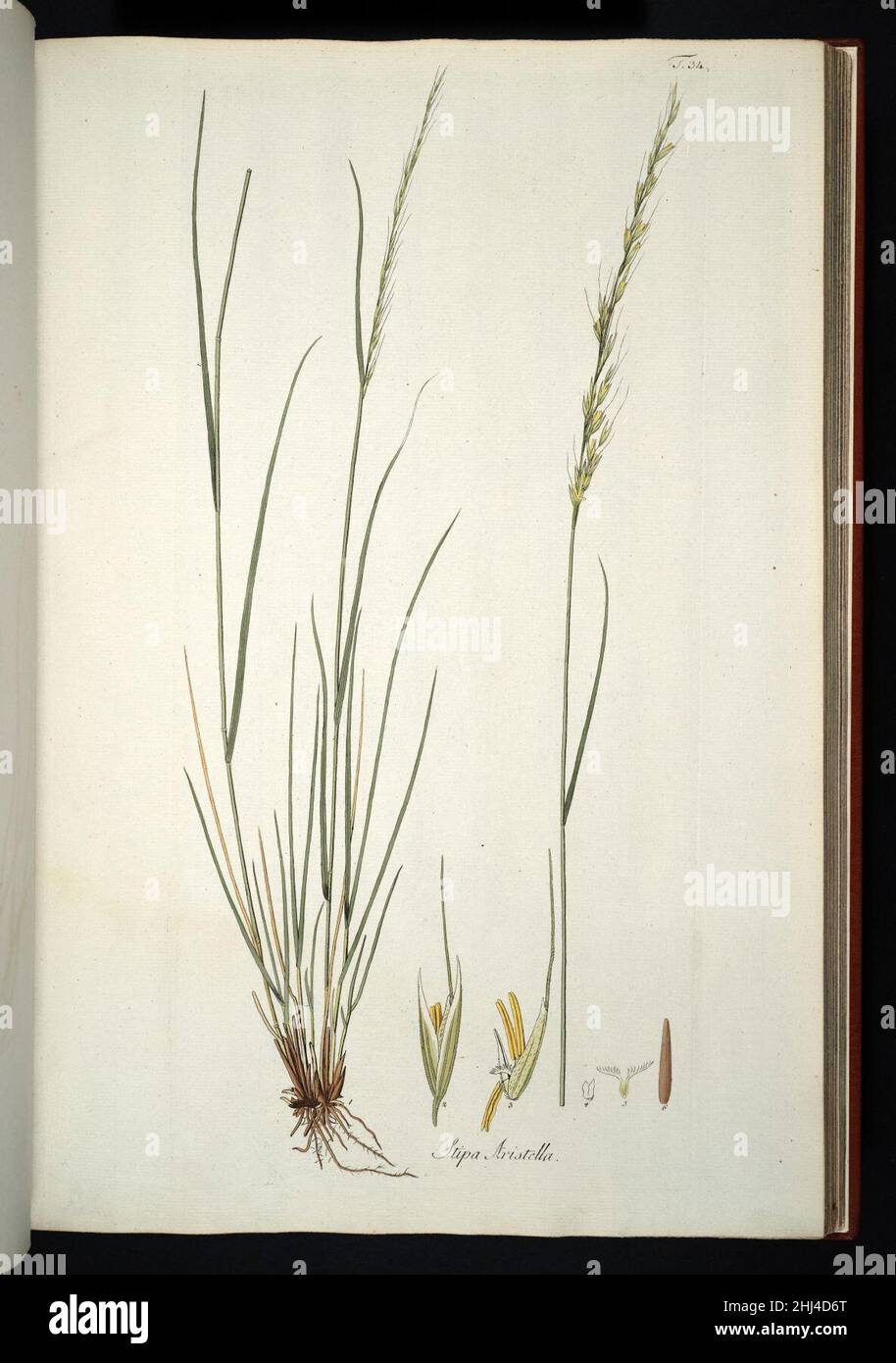 Stipa bromoides illustration (01 Stock Photo - Alamy