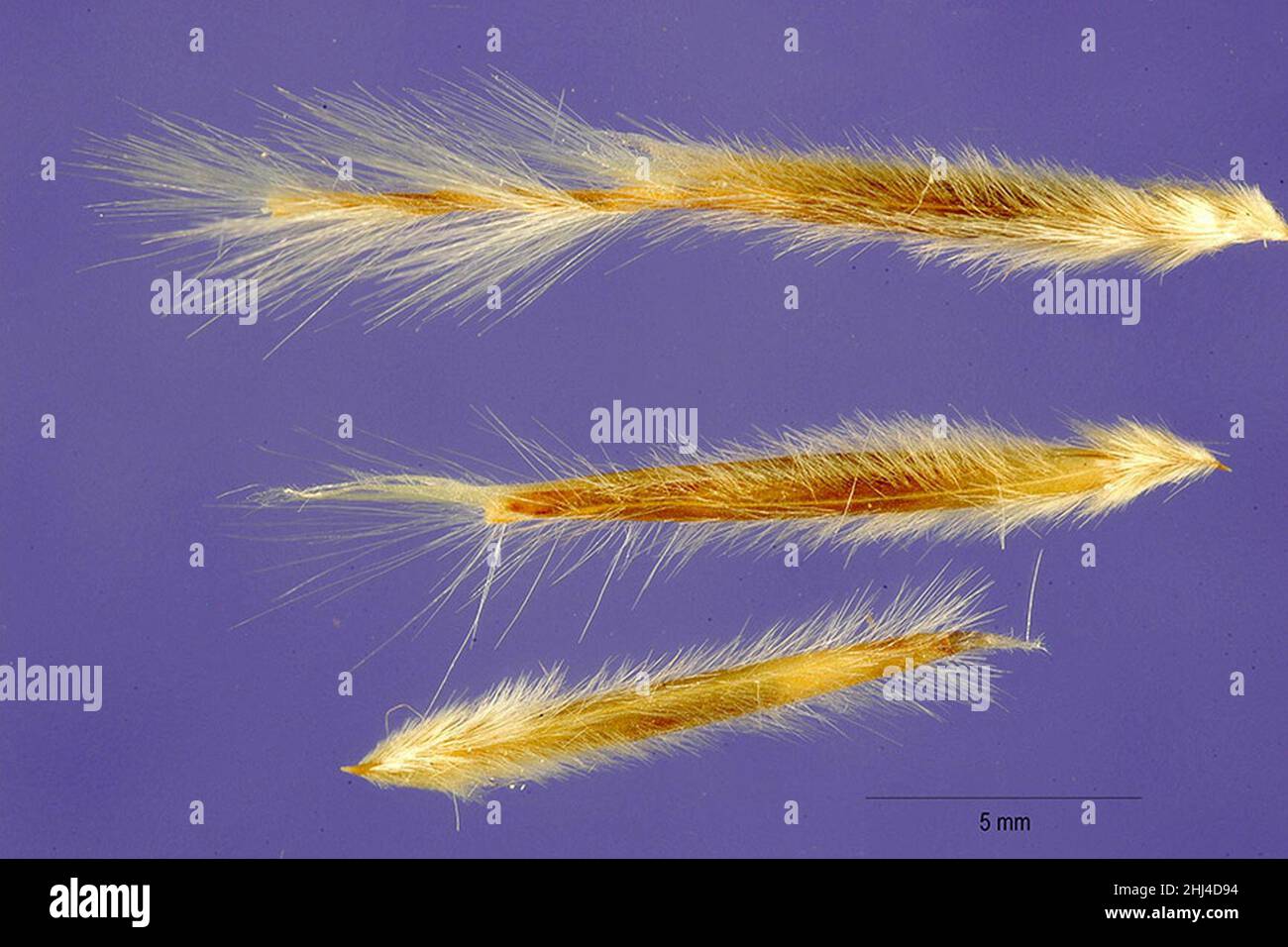 Stipa tenacissima hi-res stock photography and images - Alamy