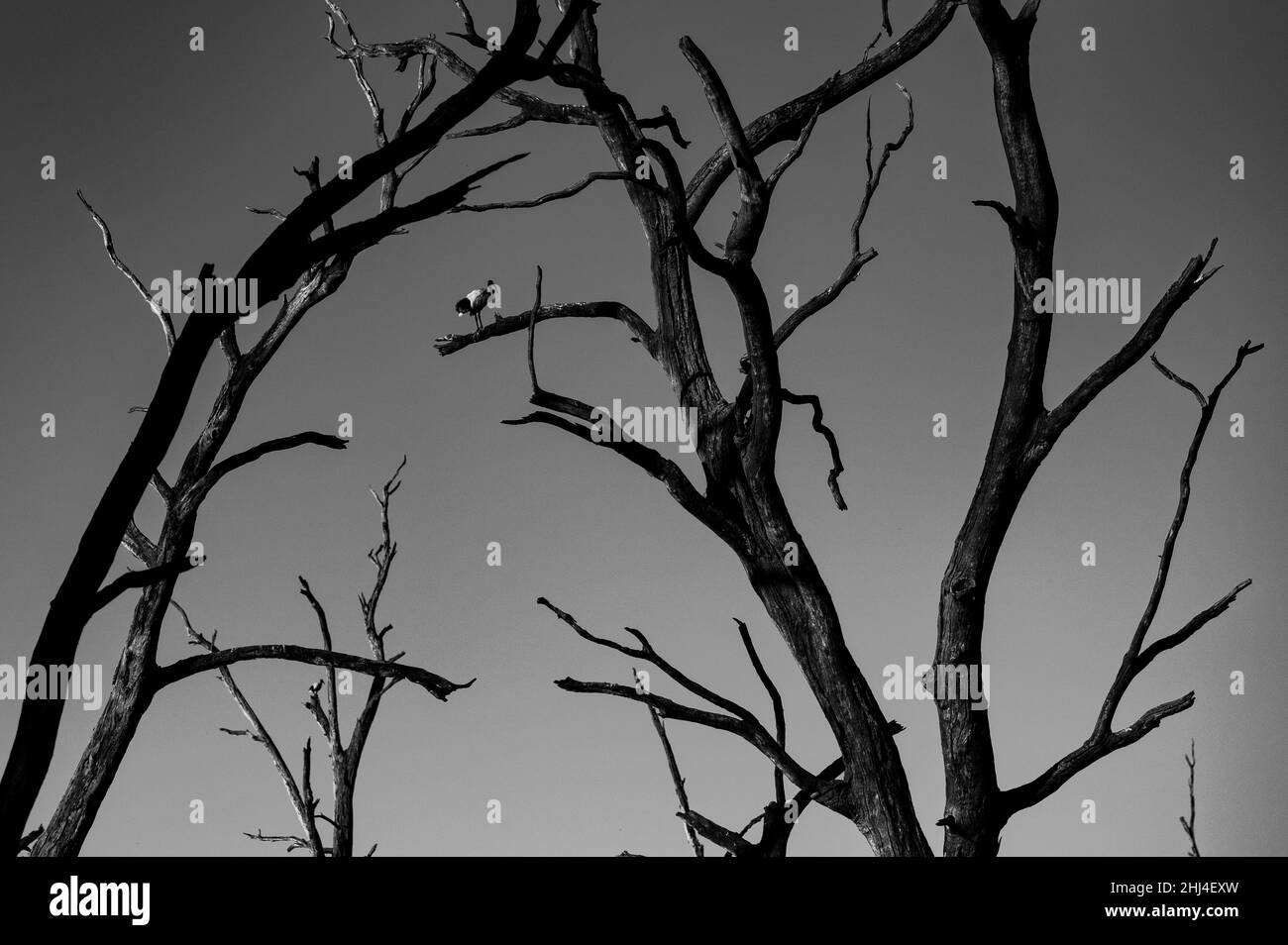 Grayscale shot of a white ibis on dead trees Stock Photo - Alamy