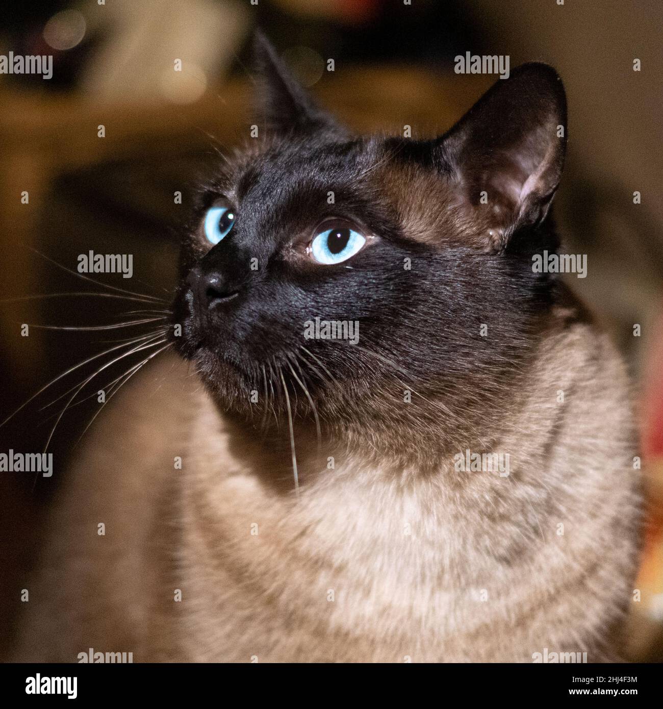 Bristly cat hi-res stock photography and images - Alamy