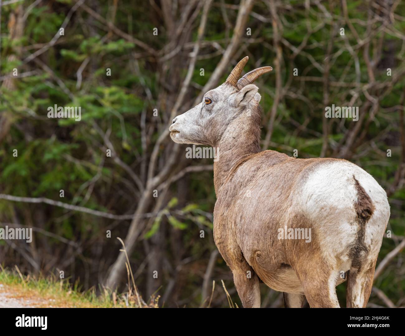 Big Horn Sheep Ovis canadensis portrait on the mountain forest ...