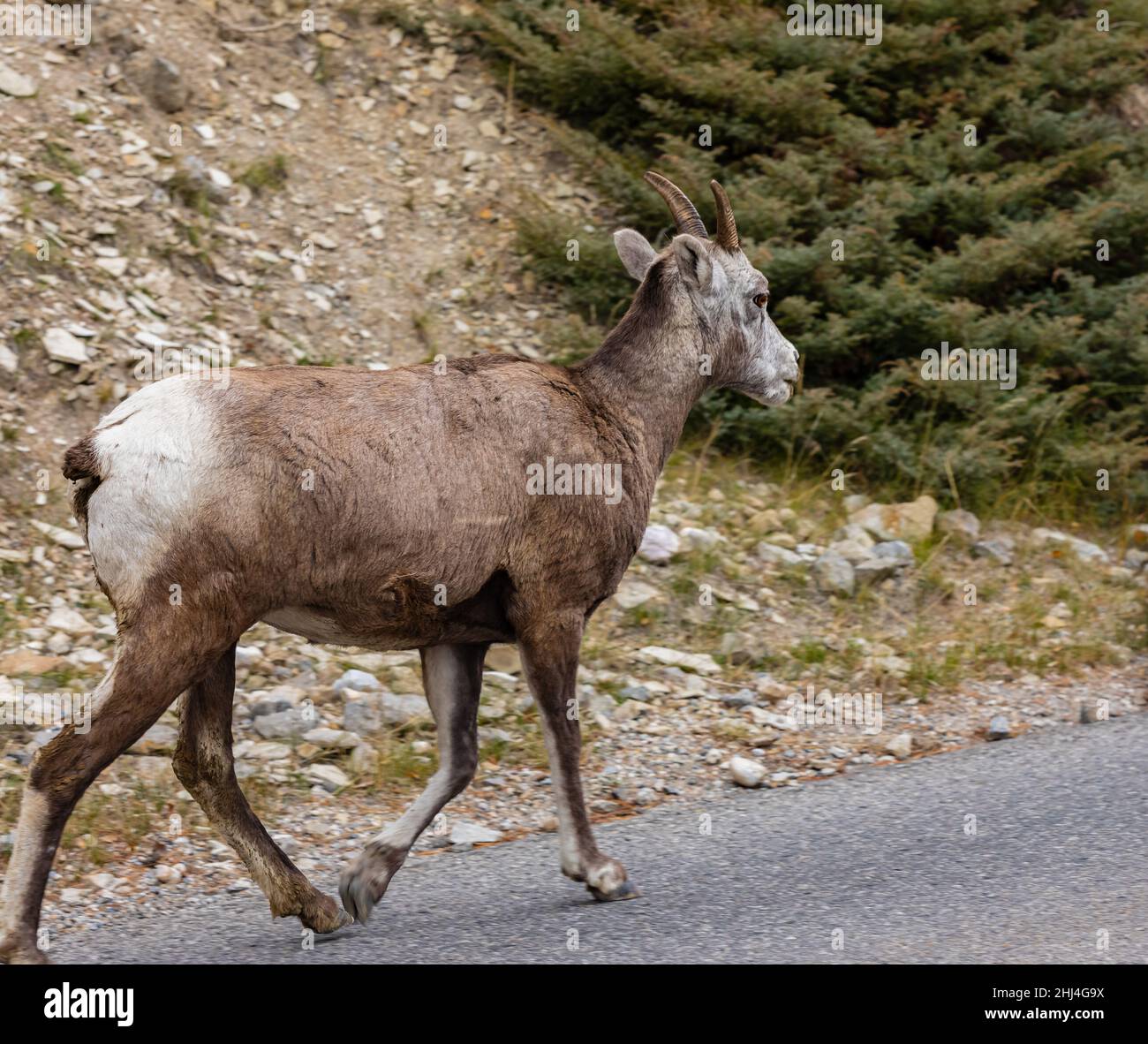 Big Horn Sheep Ovis canadensis portrait on the mountain road. Mountain ...