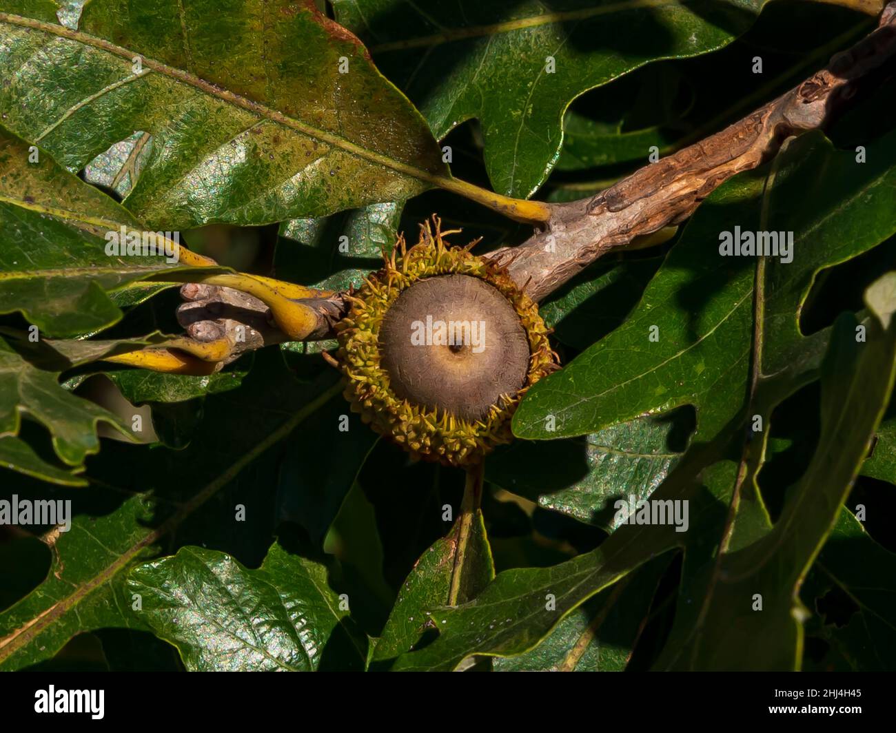 An acorn growing on an oak branch Stock Photo - Alamy