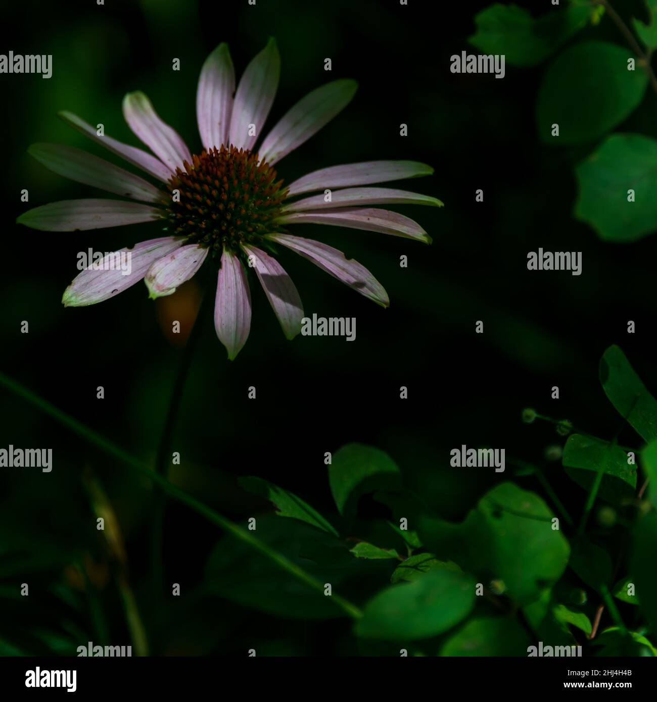 Sunlight and shadow with some soft focus camera effects highlight a ...