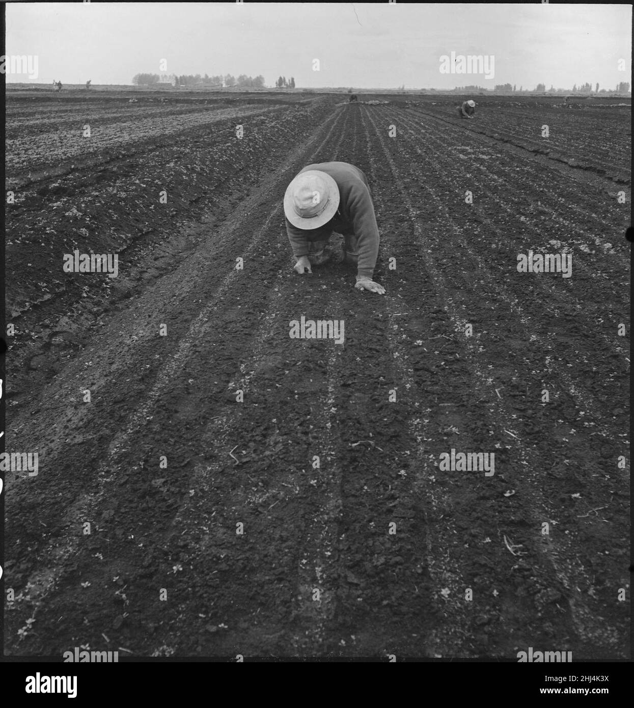 Stockton, California. Weeding celery field on industrialized ranch in ...