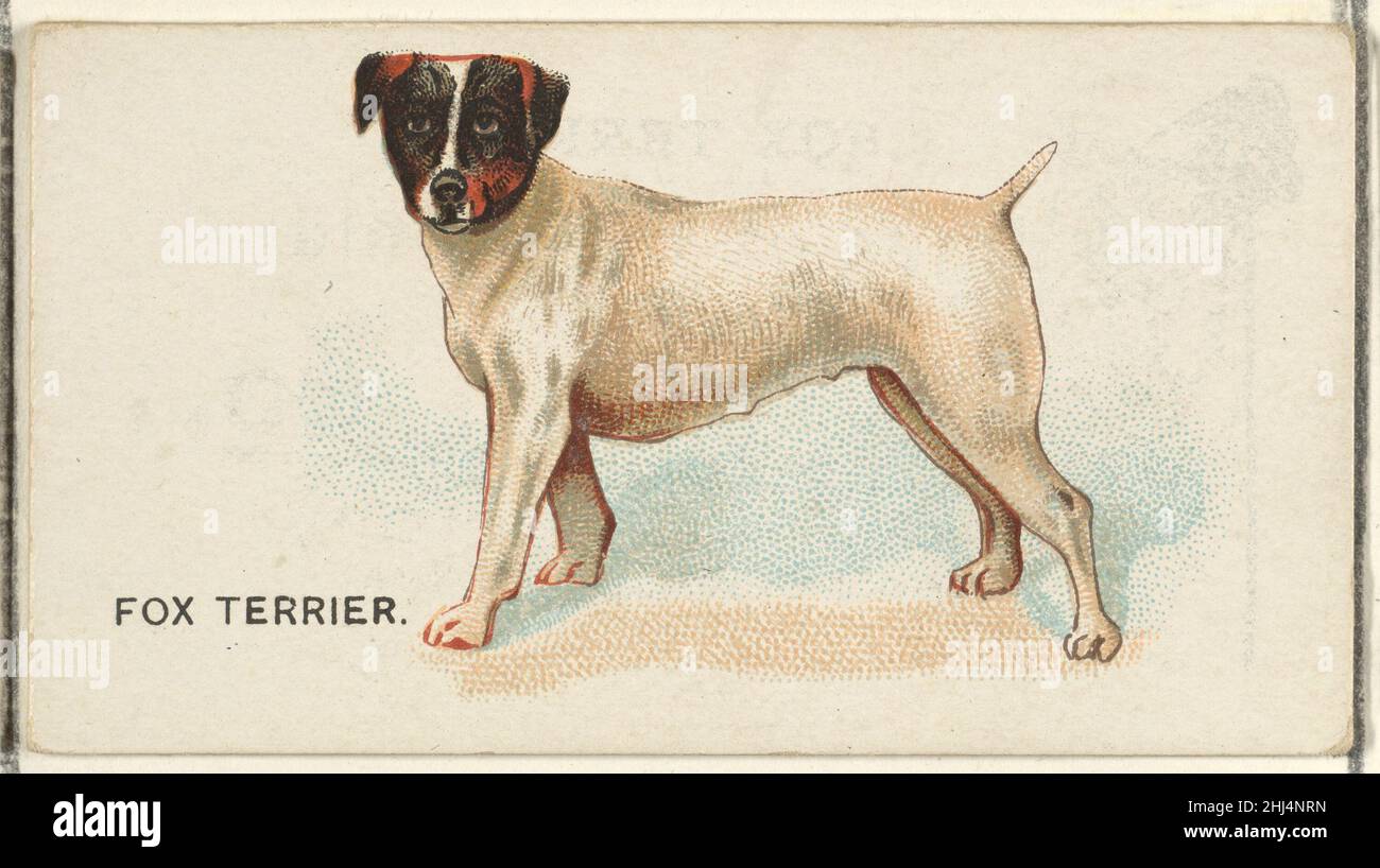 Old fox terrier hi-res stock photography and images - Alamy