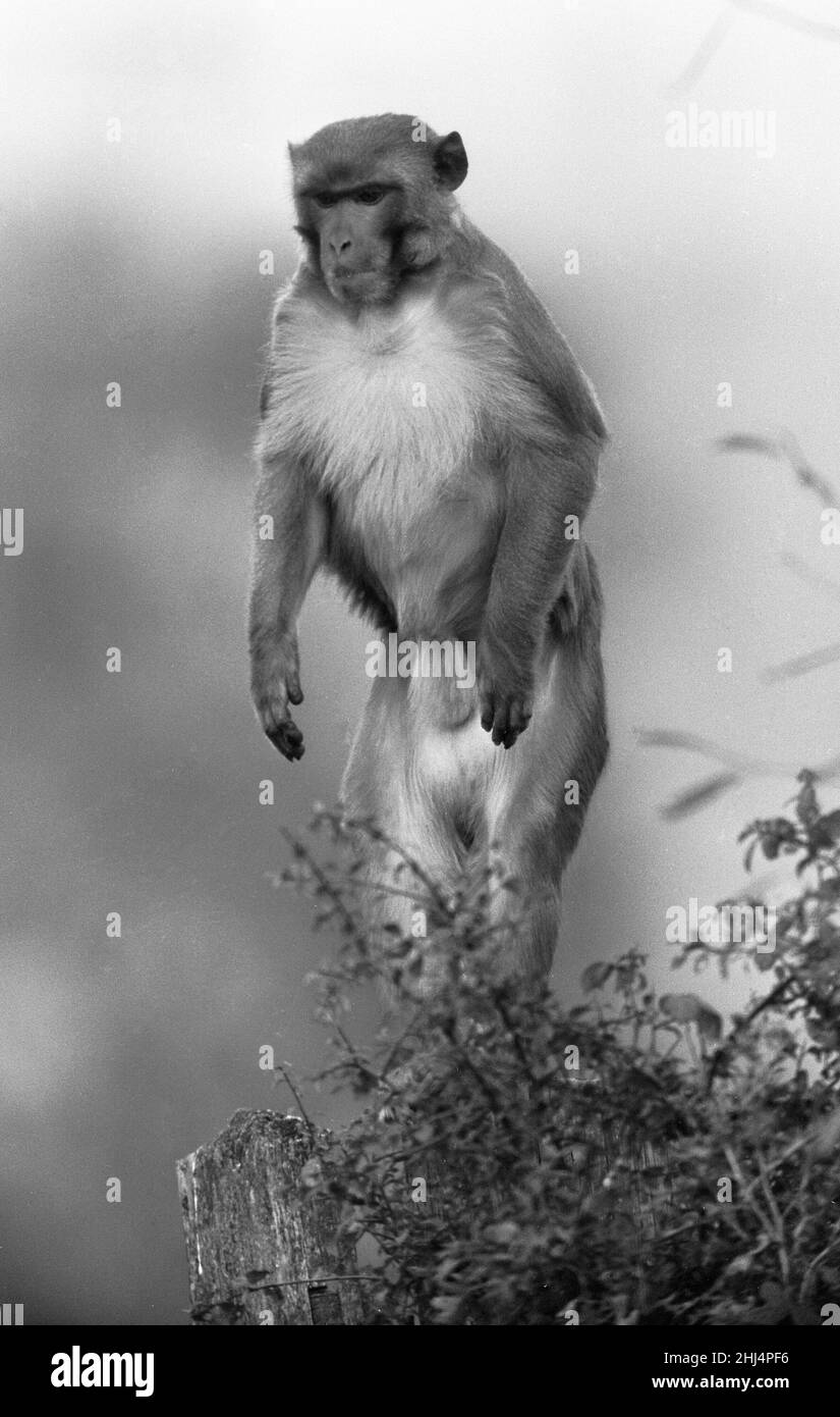 Ginger the Rhesus monkey that lives on farmer Herbert Browning's ...