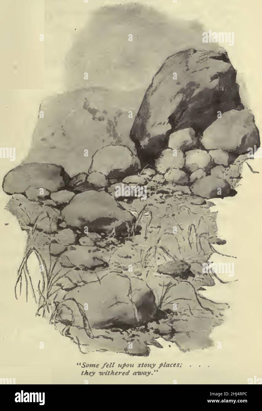 Stony ground in parable of sower Stock Photo - Alamy