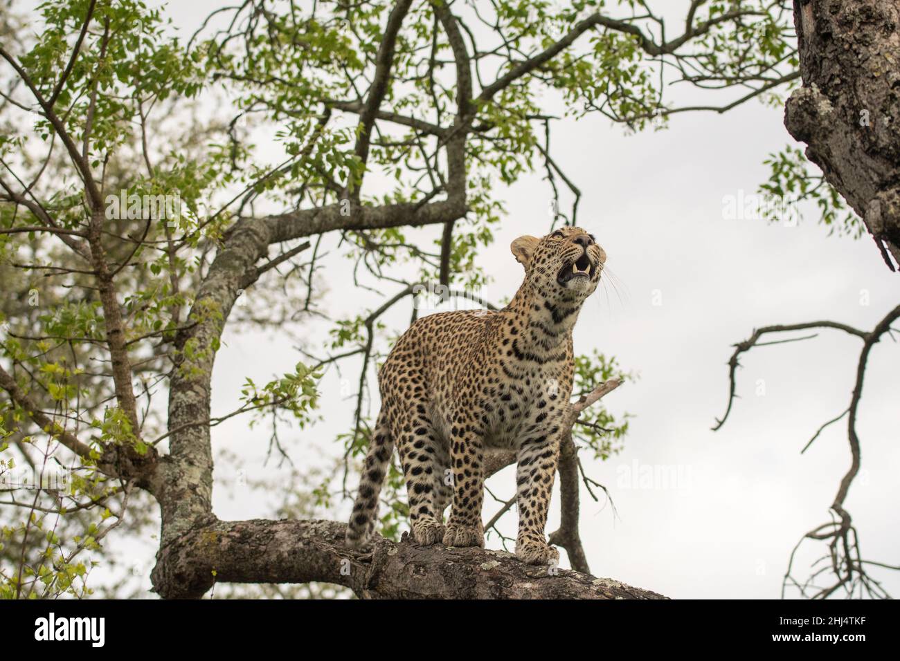 African Leopard in a tree in South Africa Stock Photo - Alamy