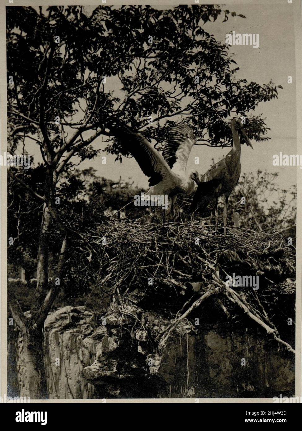 Kolvert hi-res stock photography and images - Alamy