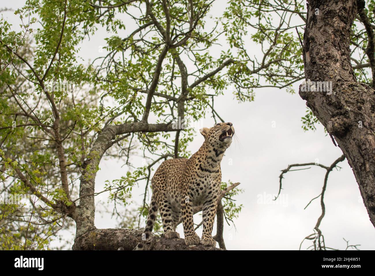 African Leopard in a tree in South Africa Stock Photo - Alamy