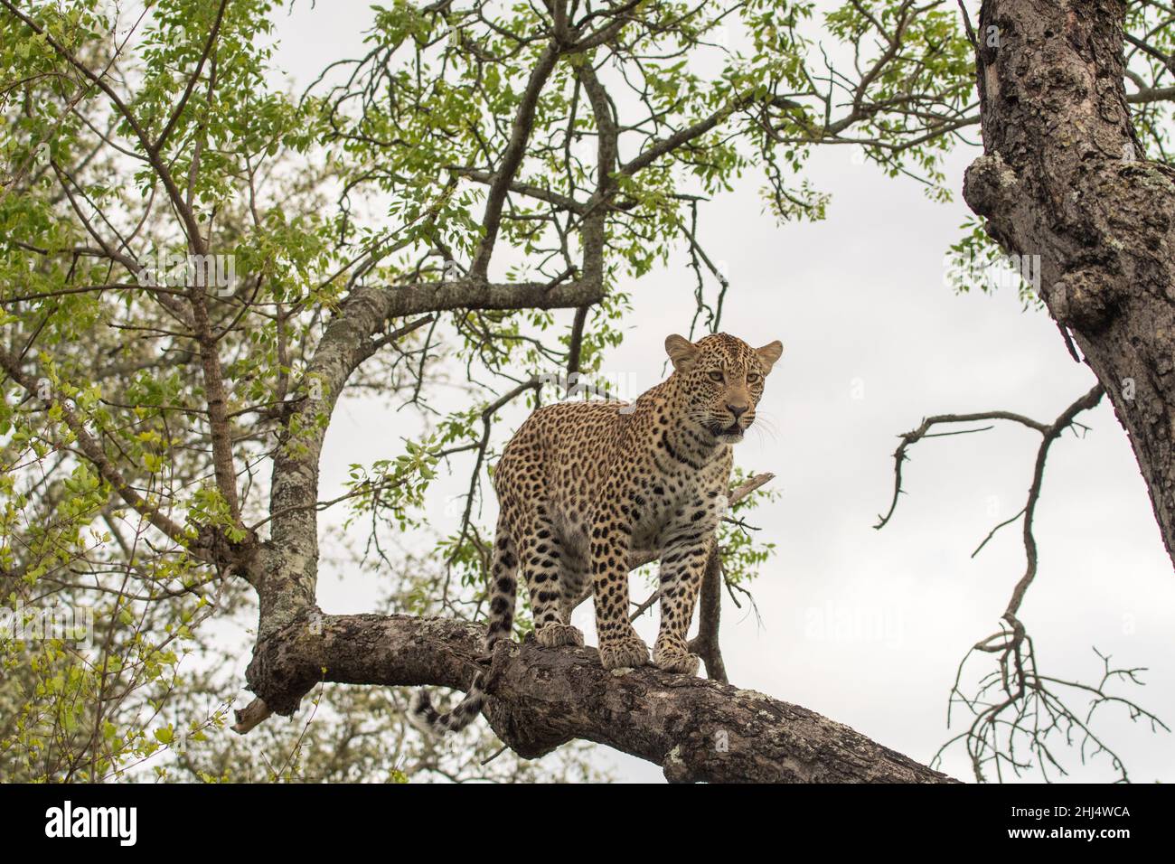 African Leopard in a tree in South Africa Stock Photo - Alamy