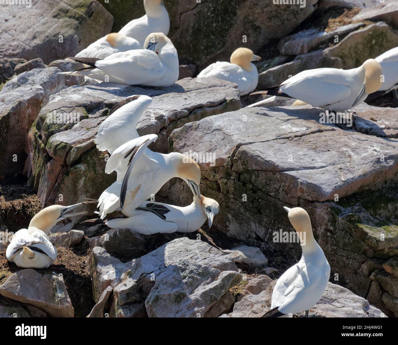 Northern gannet flock canada hi-res stock photography and images - Alamy