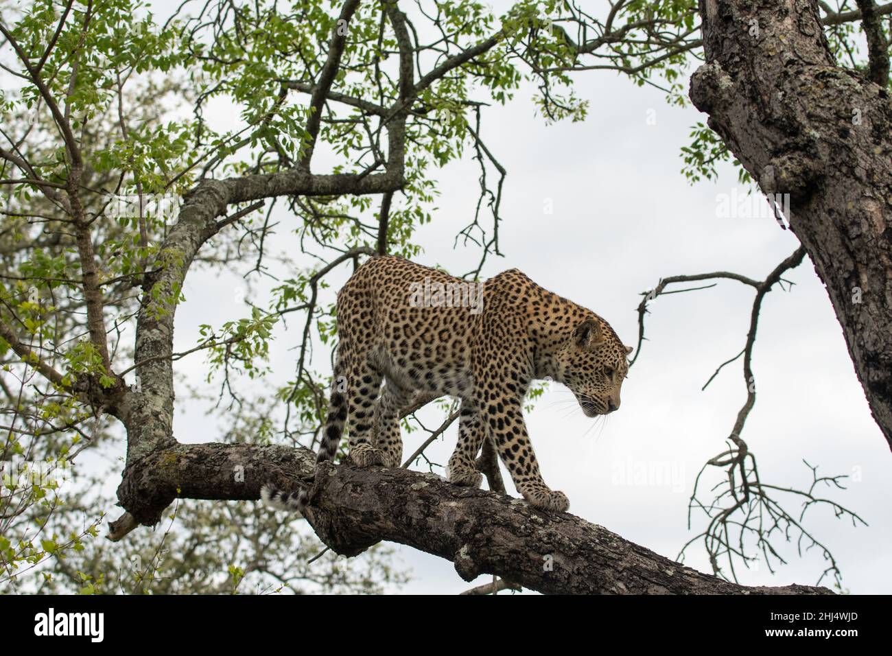 African Leopard in a tree in South Africa Stock Photo - Alamy