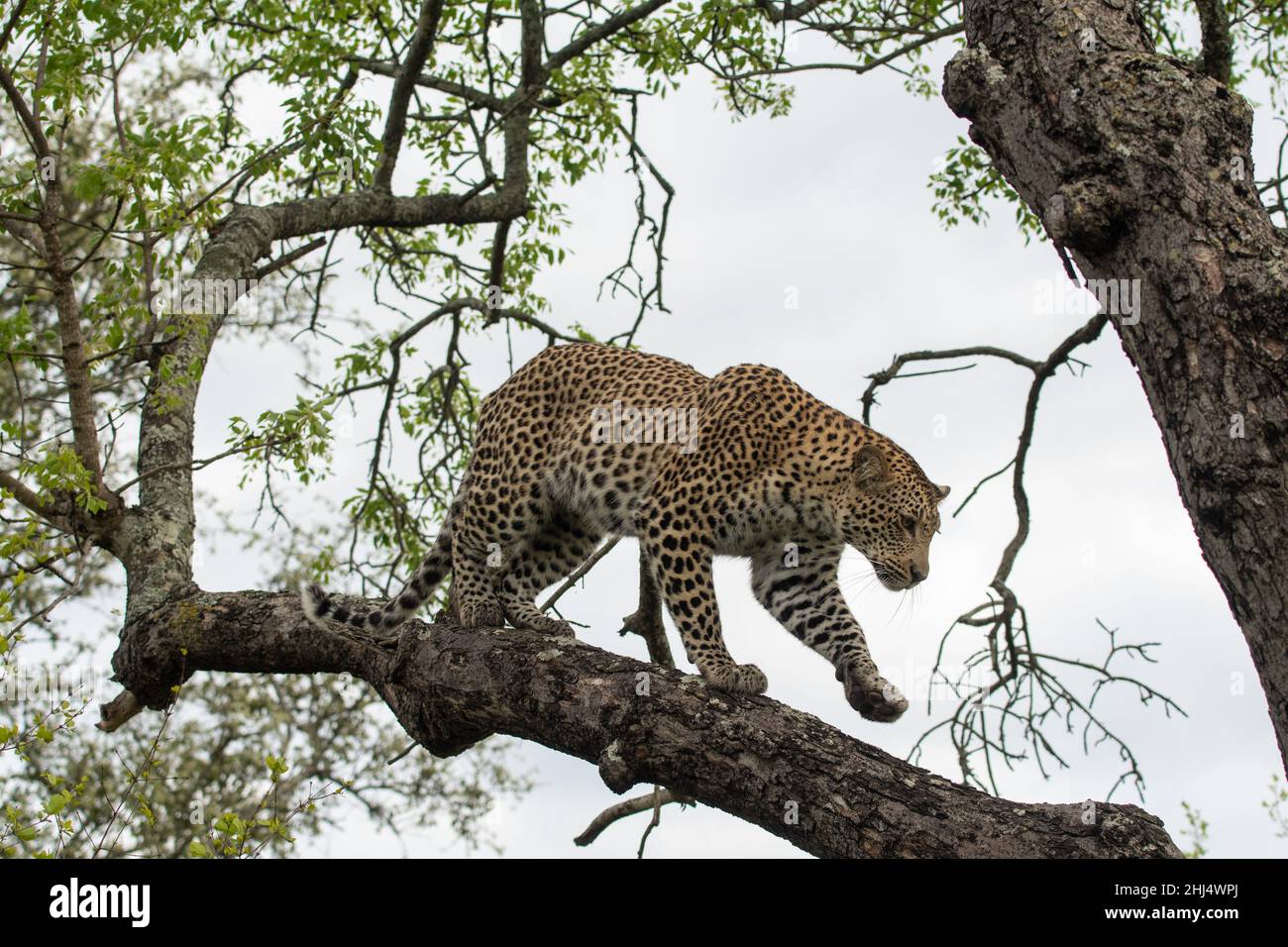 African Leopard in a tree in South Africa Stock Photo - Alamy
