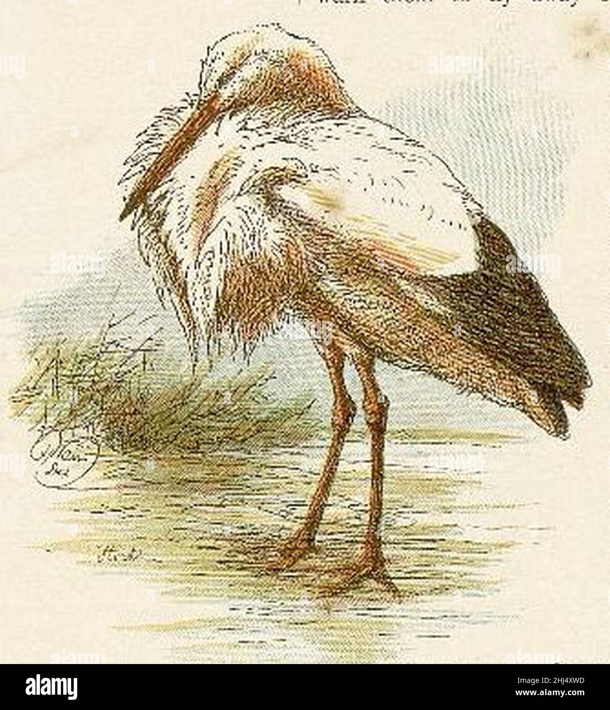 Stork Drawing (1 Stock Photo - Alamy