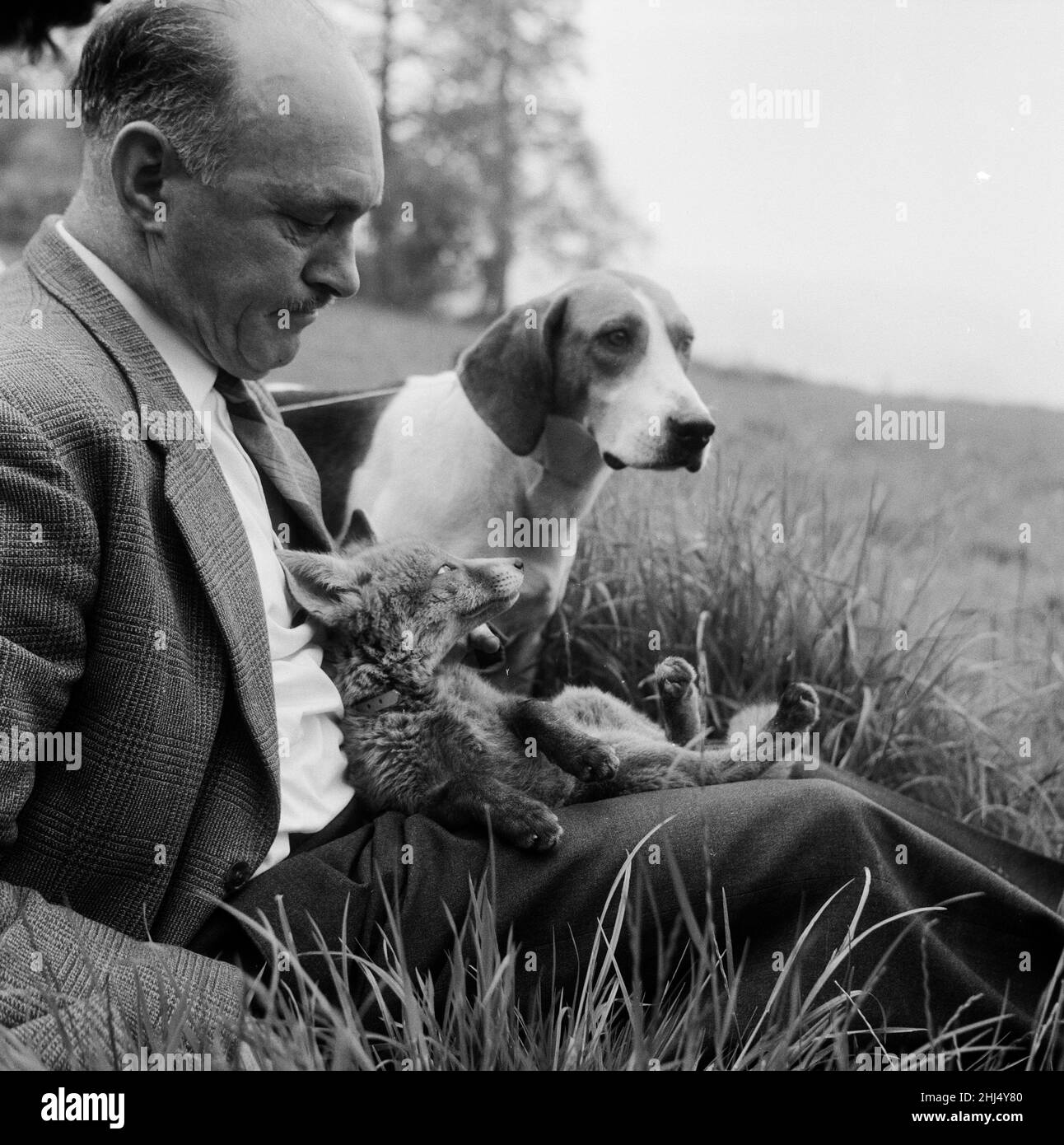 Vicky the fox cub and Sheba the fox hound dog at Barons Down near ...