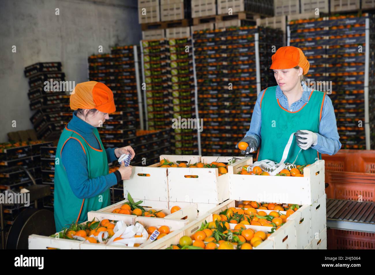 Two female employees of fruit warehouse in colored uniform labeling ...