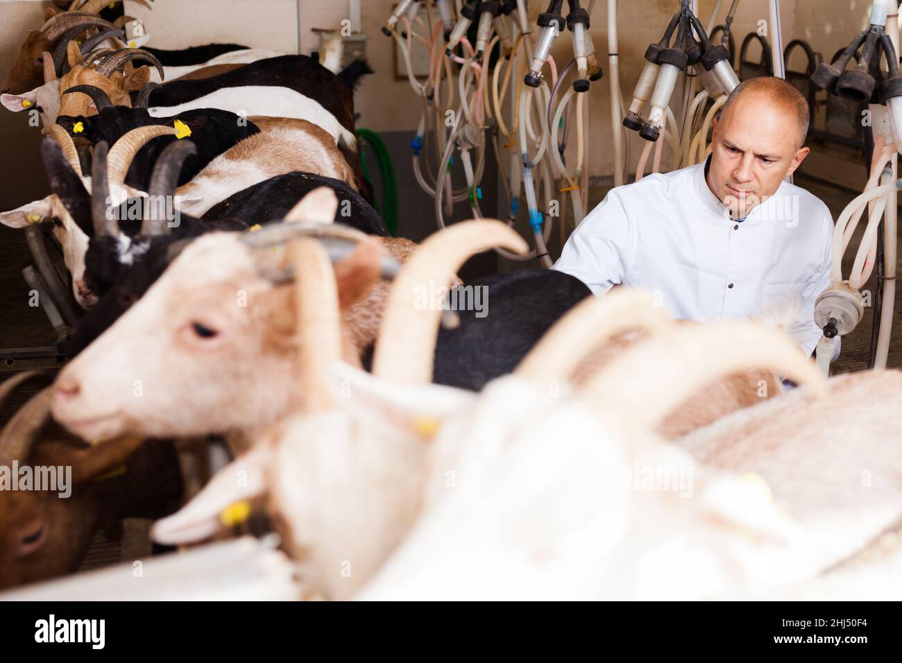Farm worker in barn with cow milking machines Stock Photo - Alamy