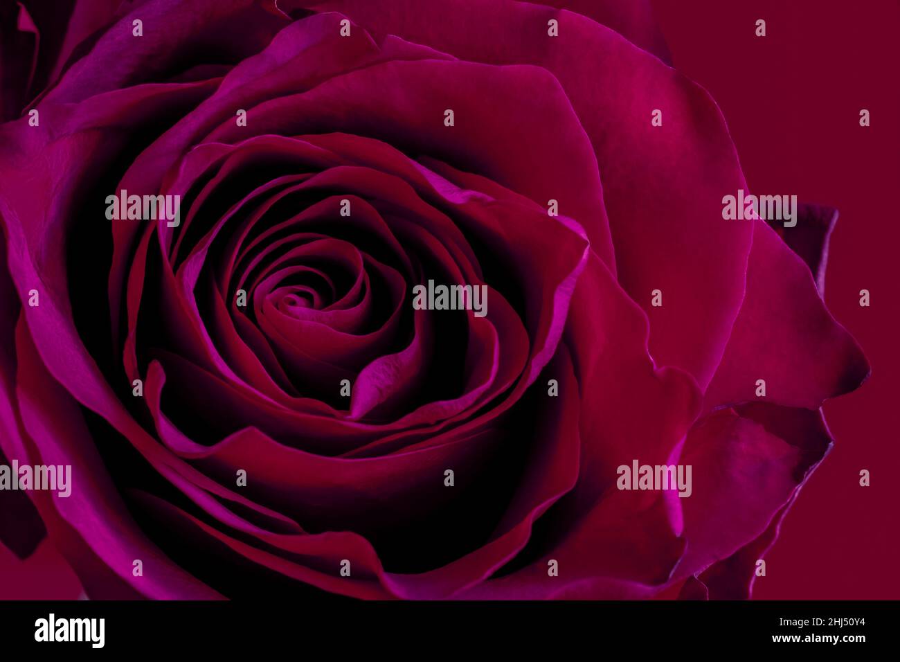 Glowing Red Rose Flower Bouquet High Resolution Stock Photography and ...
