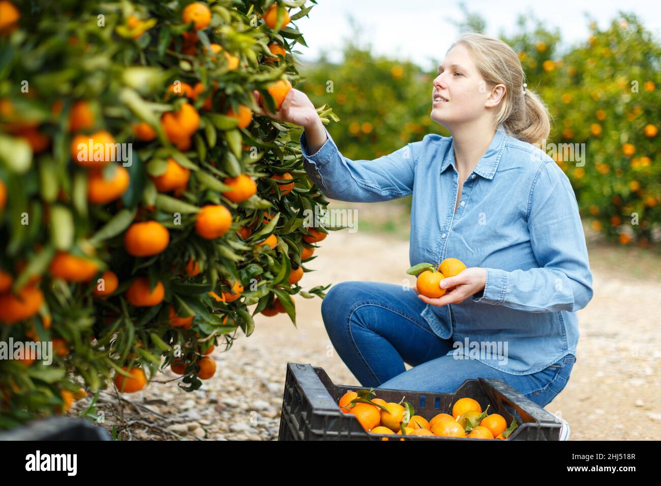 Female gathering harvest of mandarin oranges Stock Photo - Alamy