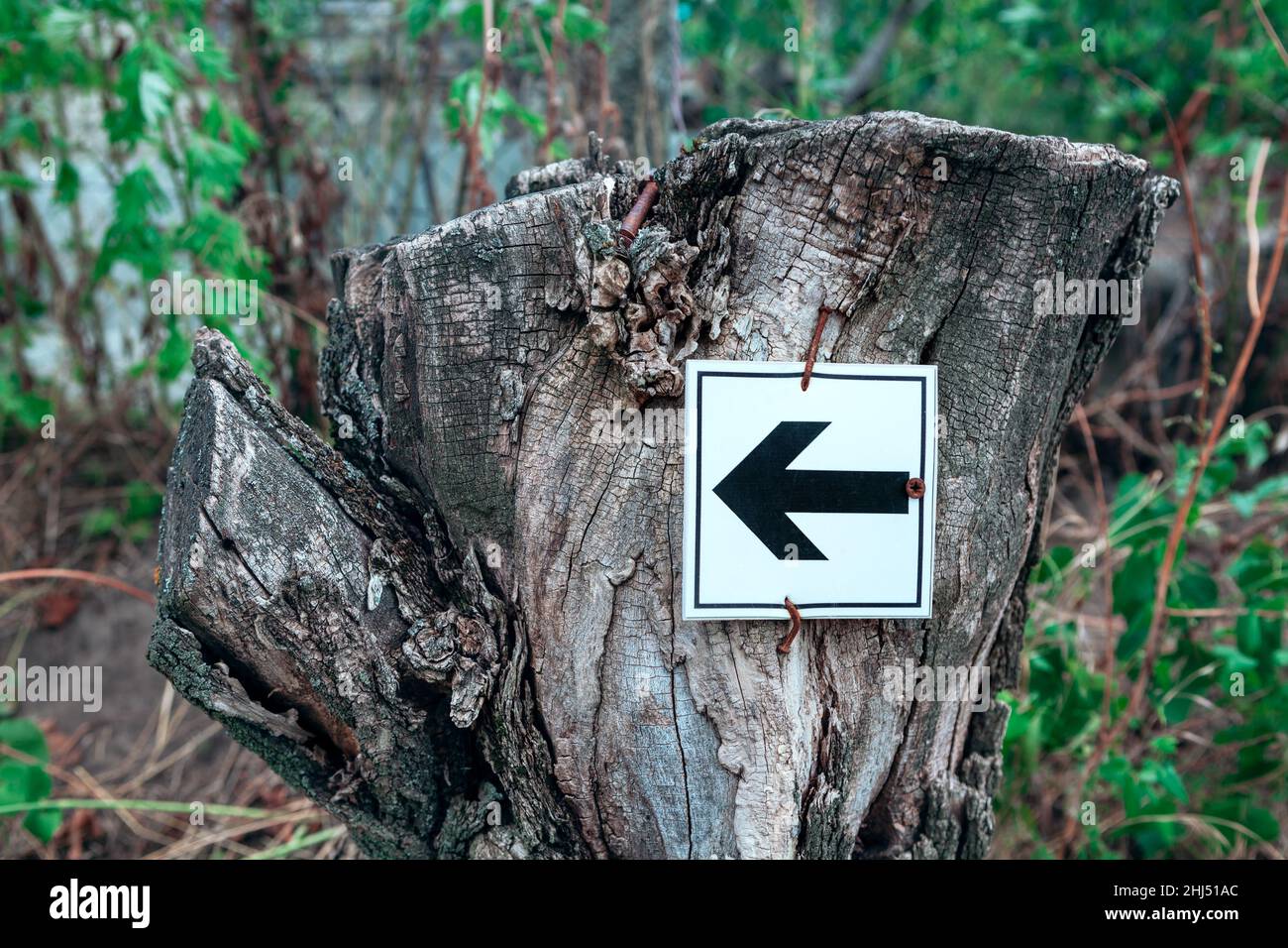 Arrow indicator on the tree stump . Tourist indicator in nature reserve ...