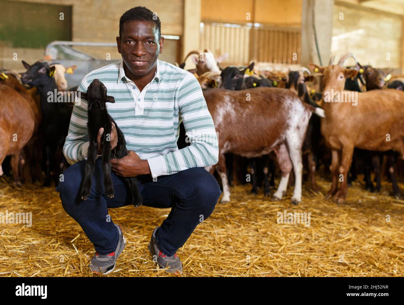 Farmworker with goatlings Stock Photo - Alamy