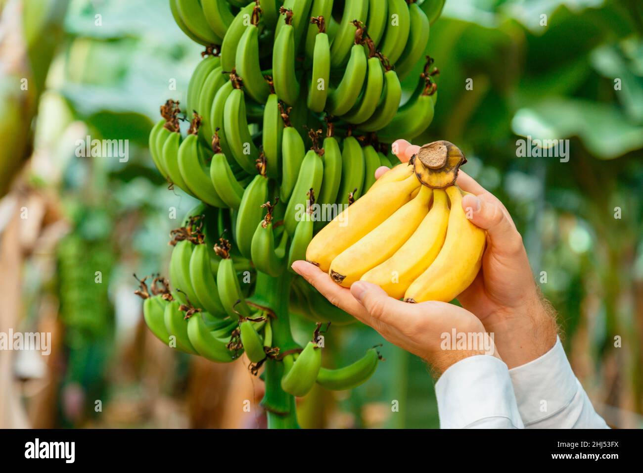 Group of banana trees hi-res stock photography and images - Alamy