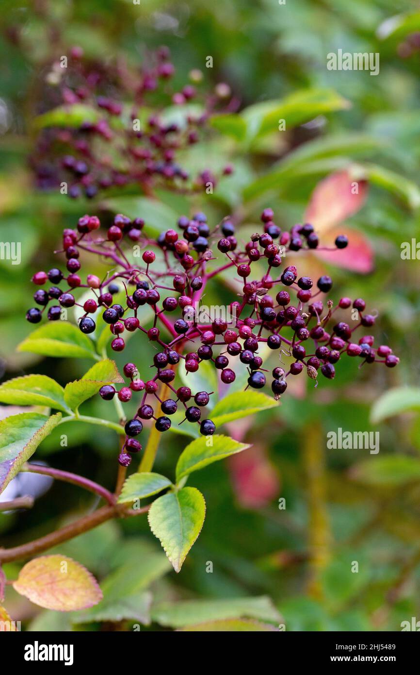 Sambucus nigra fruit Stock Photo - Alamy