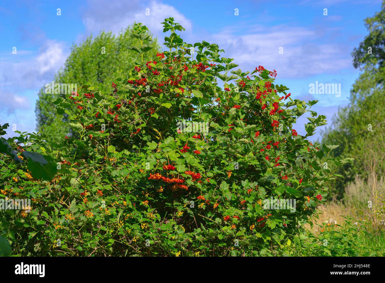 Viburnum opulus tree in the countryside Stock Photo - Alamy