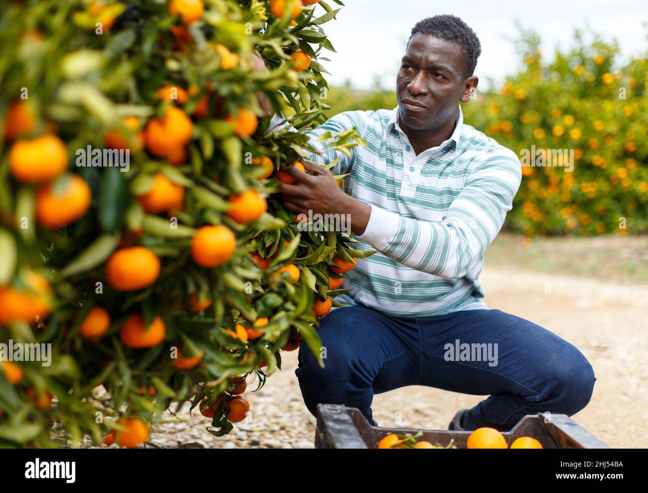 Mandarins and greenery hi-res stock photography and images - Alamy