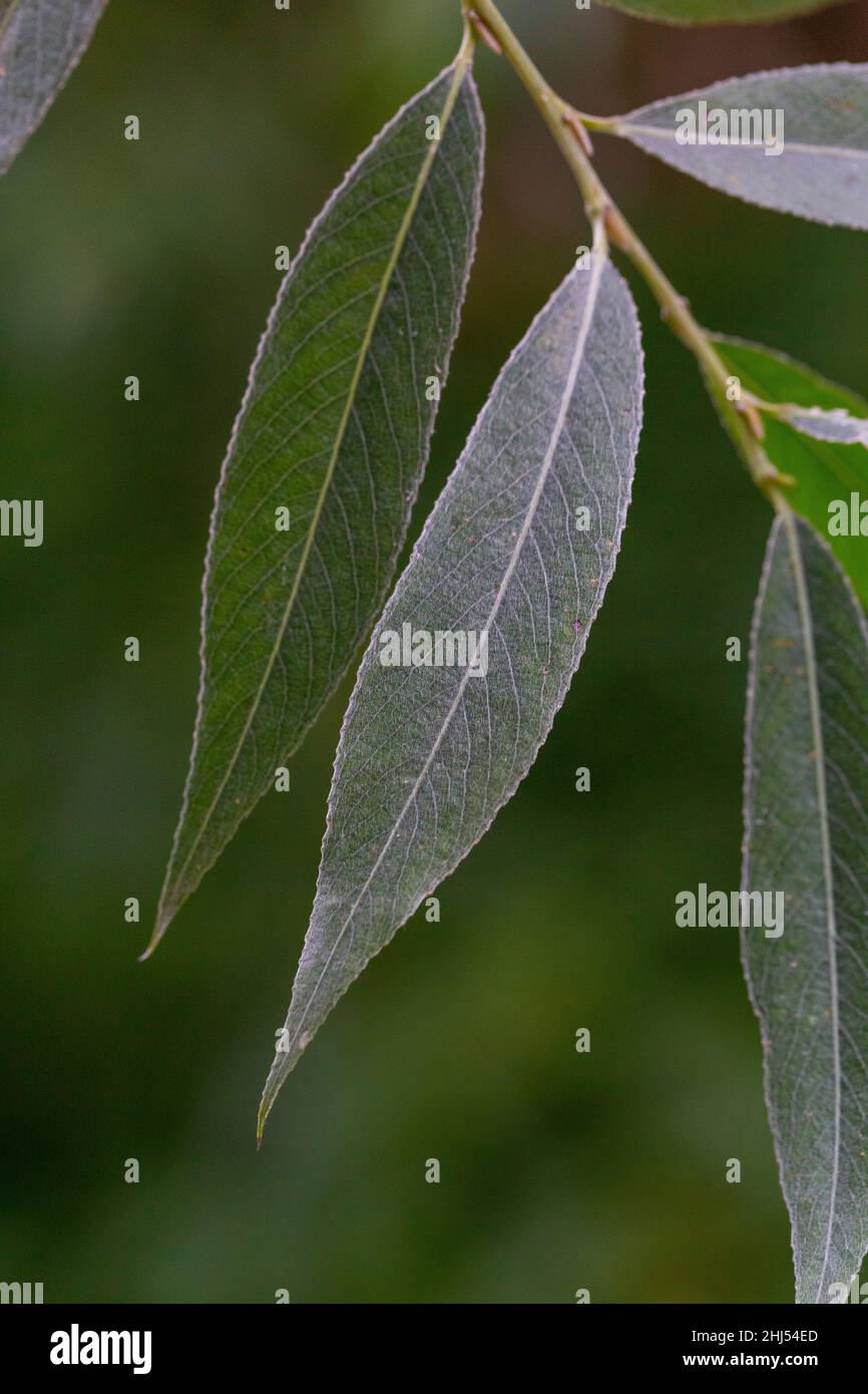 Salix alba leaf Stock Photo - Alamy