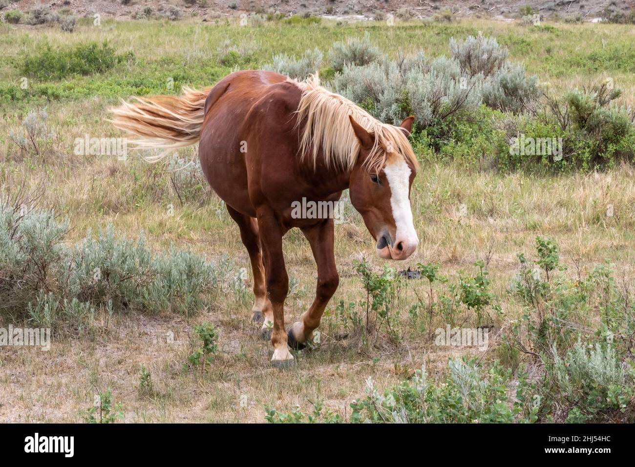 Wild horses in Theodore Roosevelt NP, North Dakota Stock Photo - Alamy