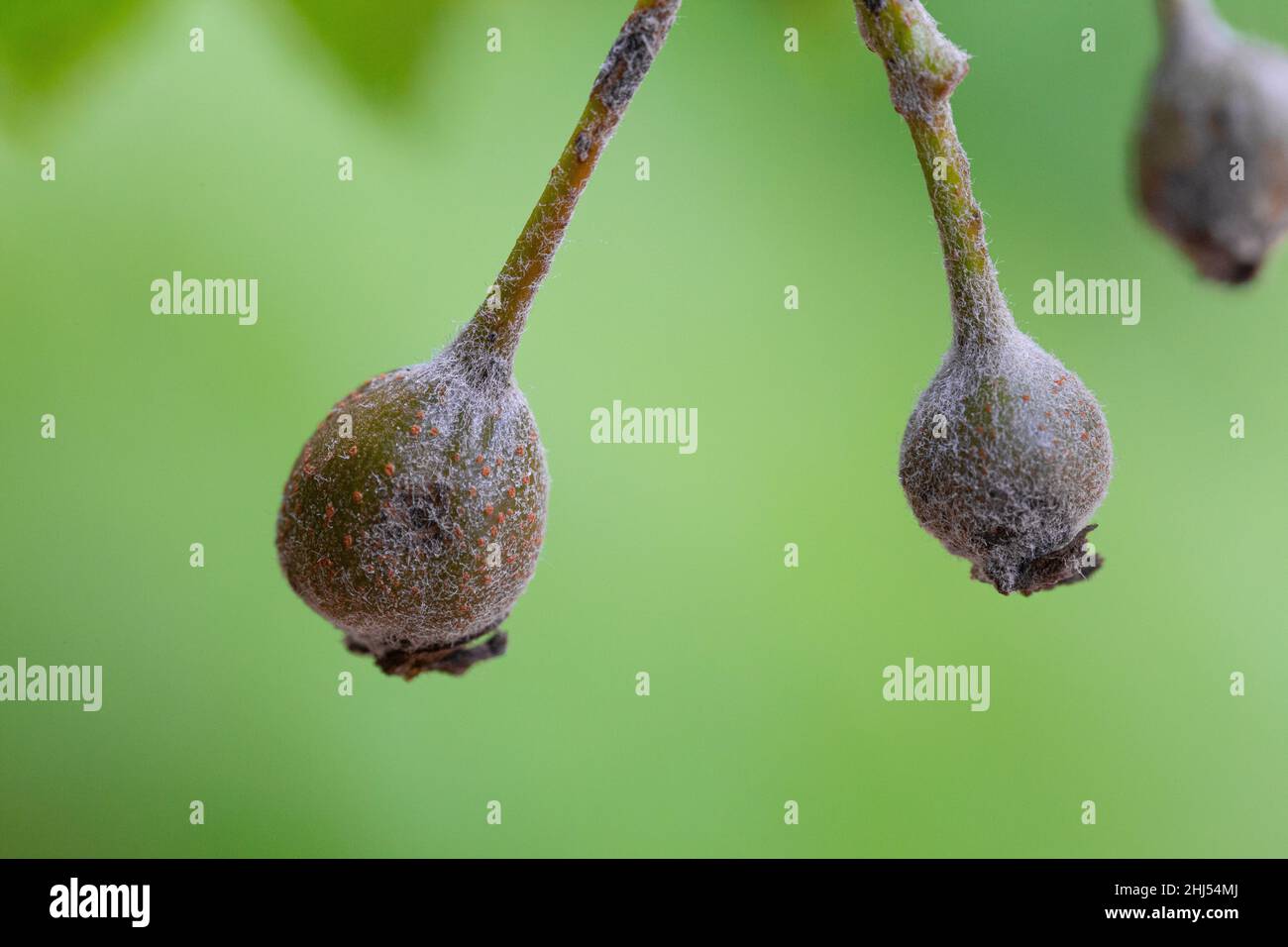 Sorbus torminalis fruit Stock Photo - Alamy