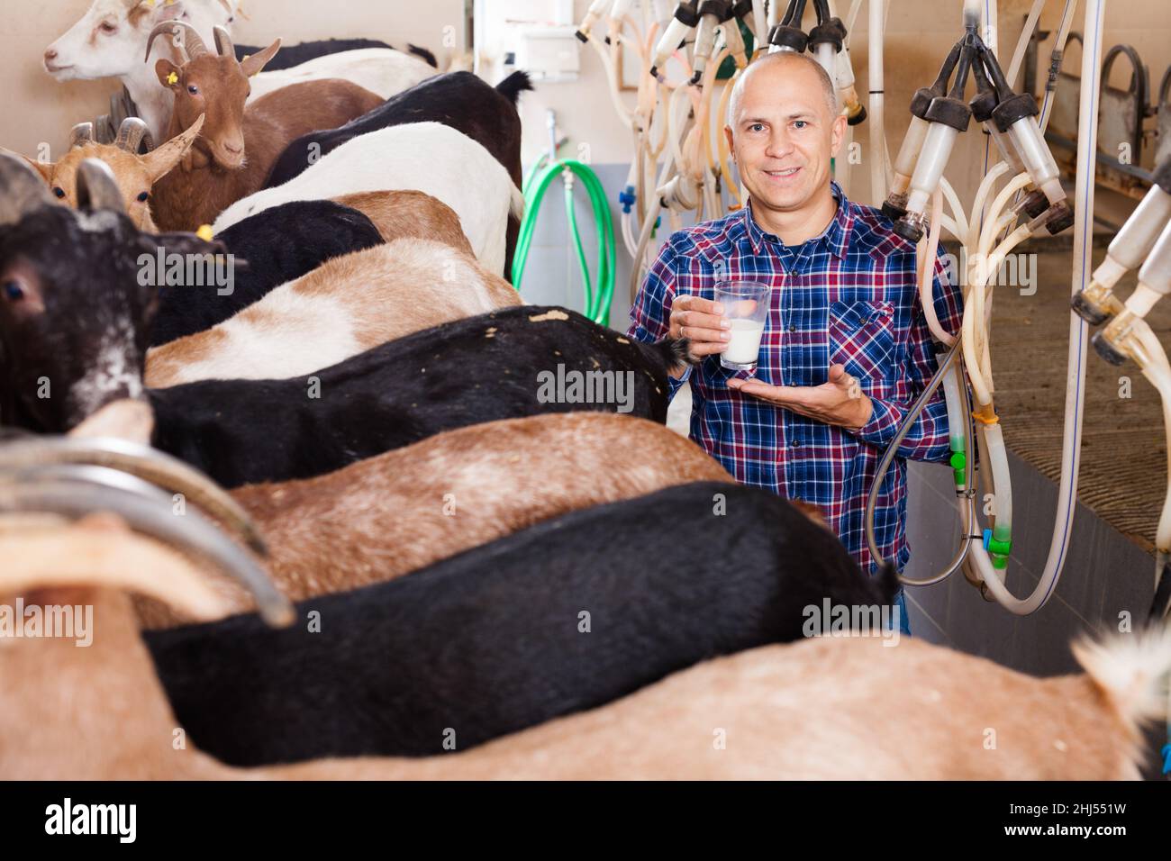 Farmer milking a goats with an automatic milk machine Stock Photo - Alamy