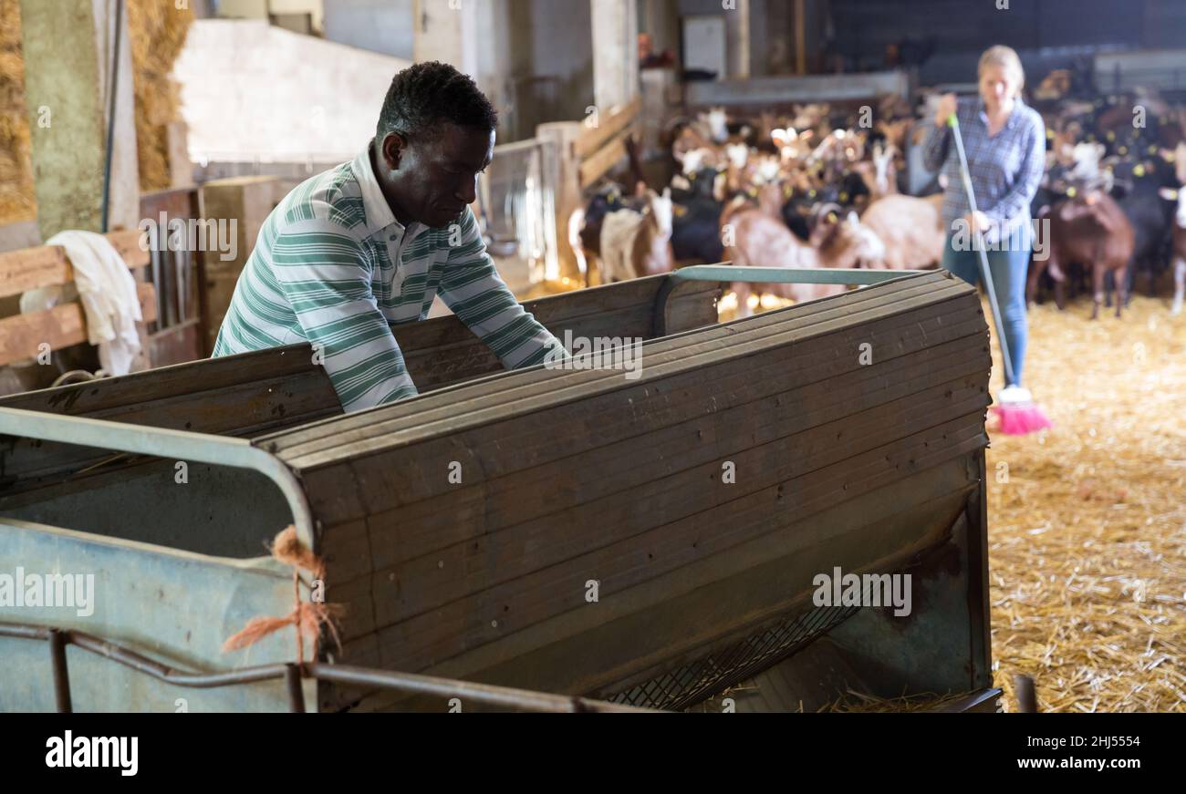 Two employees working in livestock barn Stock Photo - Alamy