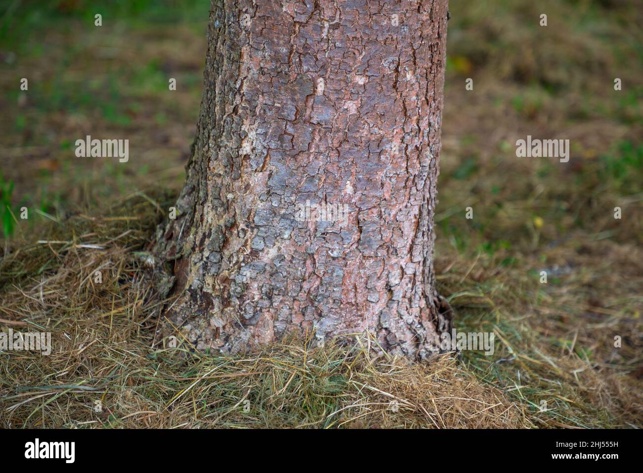 Sorbus torminalis trunk base Stock Photo - Alamy