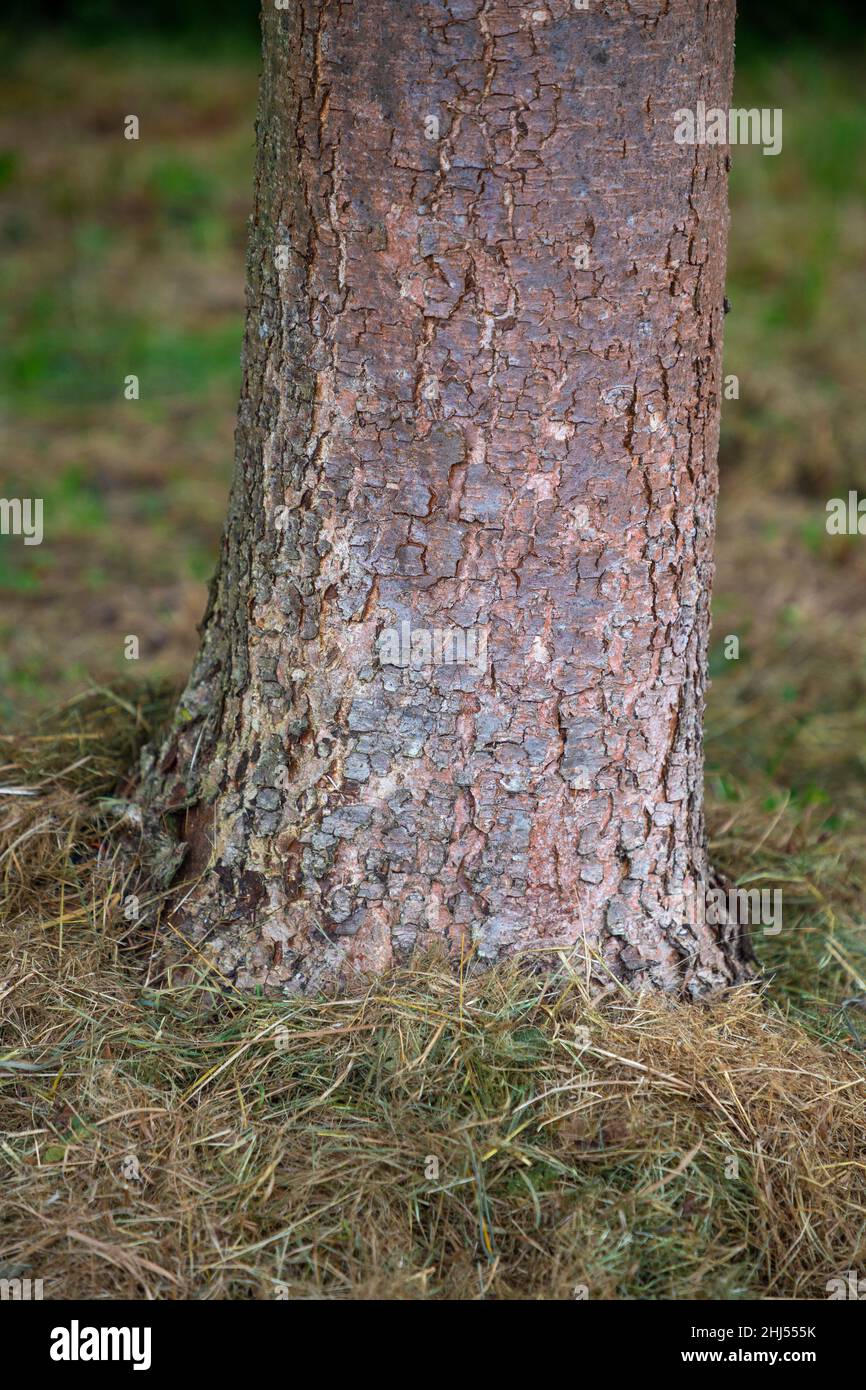 Sorbus torminalis trunk base Stock Photo - Alamy