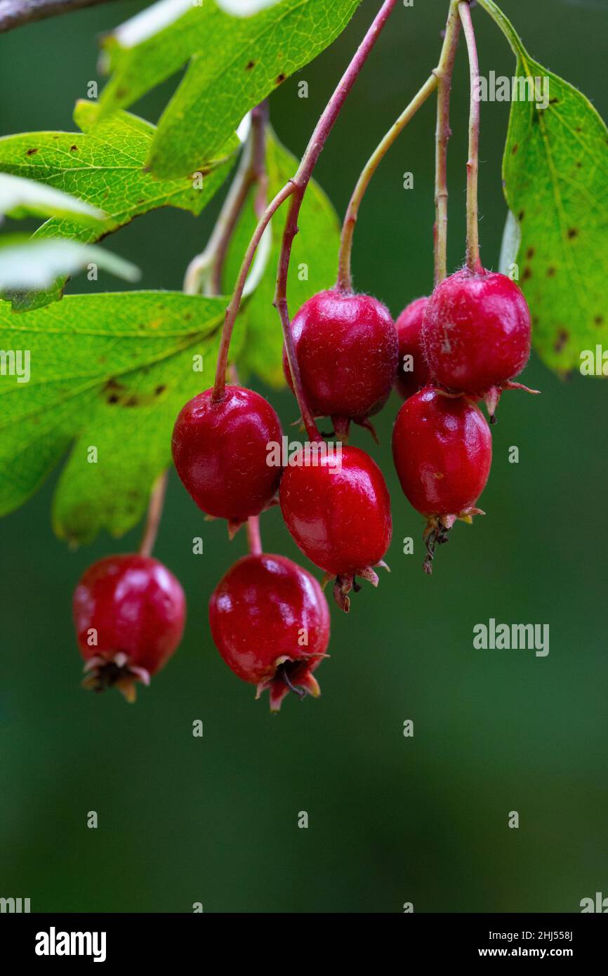 Crataegus monogyna fruit Stock Photo - Alamy