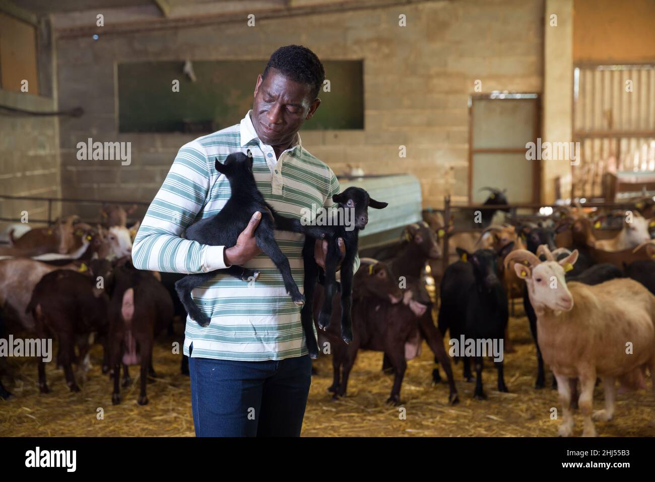Farmworker with goatlings Stock Photo - Alamy