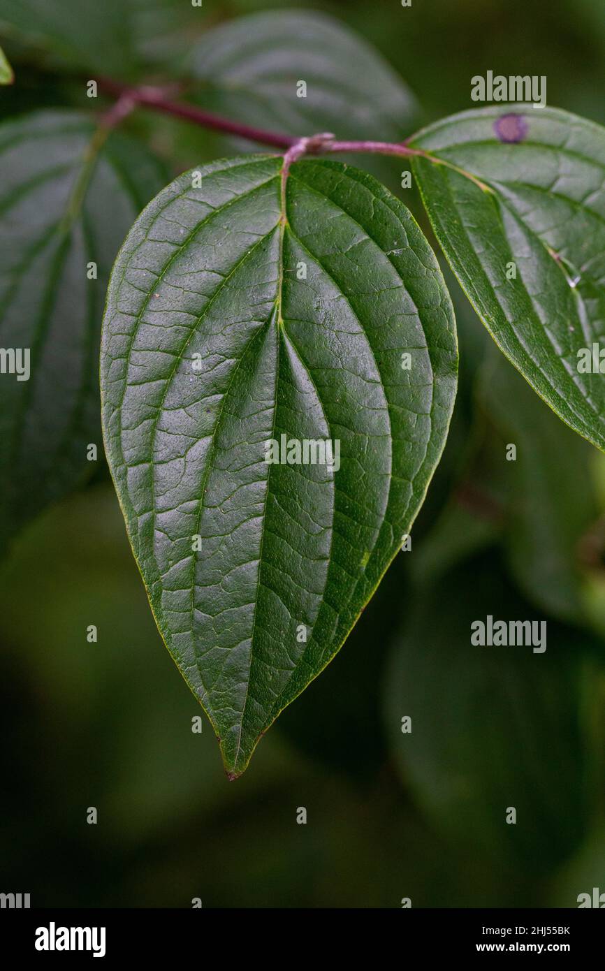 Cornus sanguinea leaf Stock Photo - Alamy