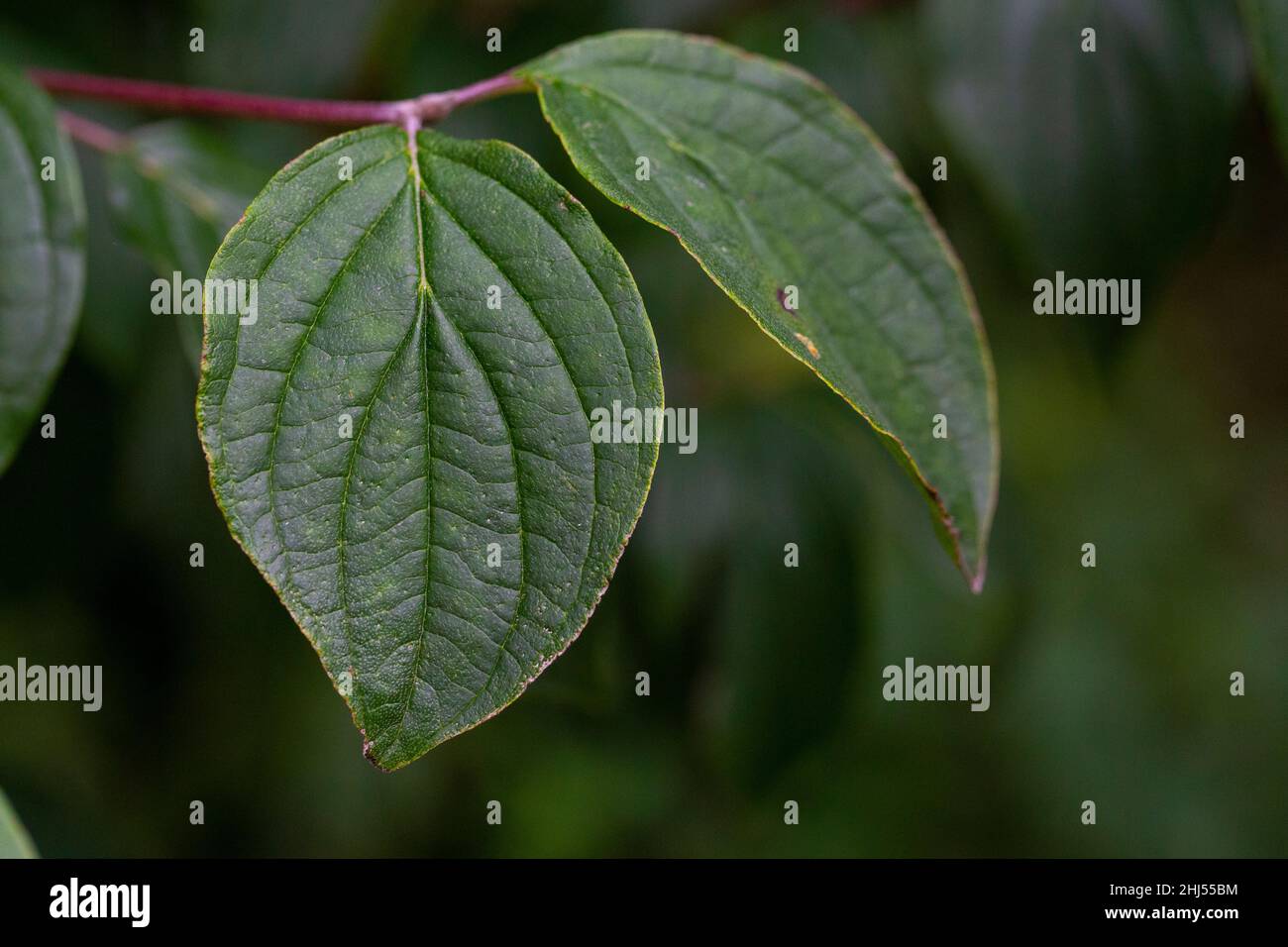 Cornus sanguinea leaf hi-res stock photography and images - Alamy