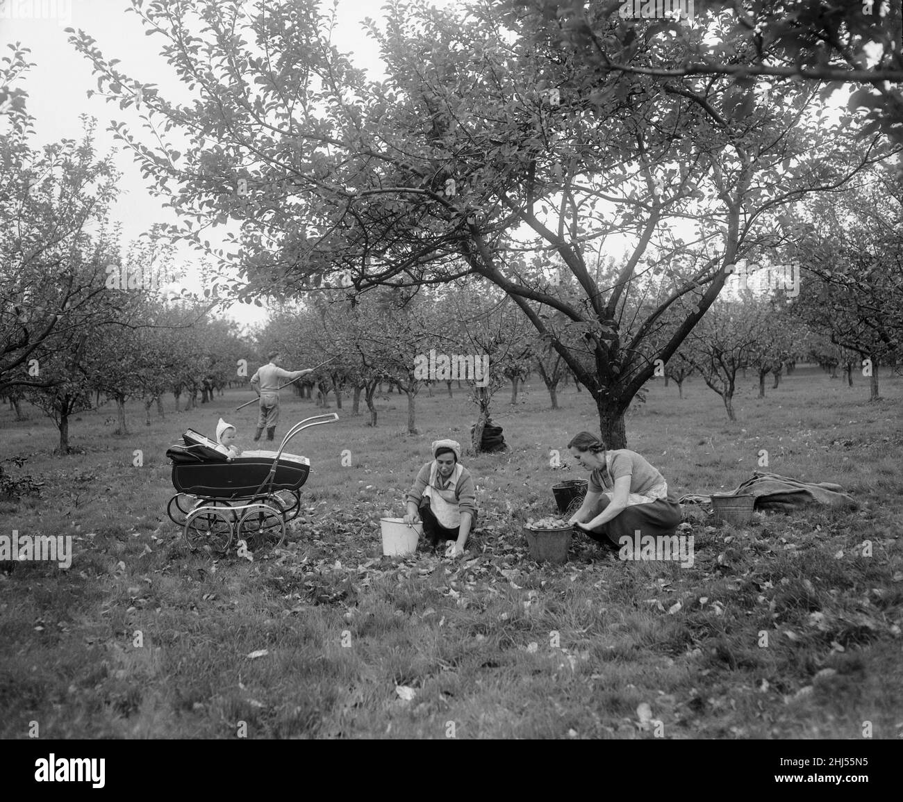 Two women watched by a baby collect apples for the Bulmers Cider Mill ...