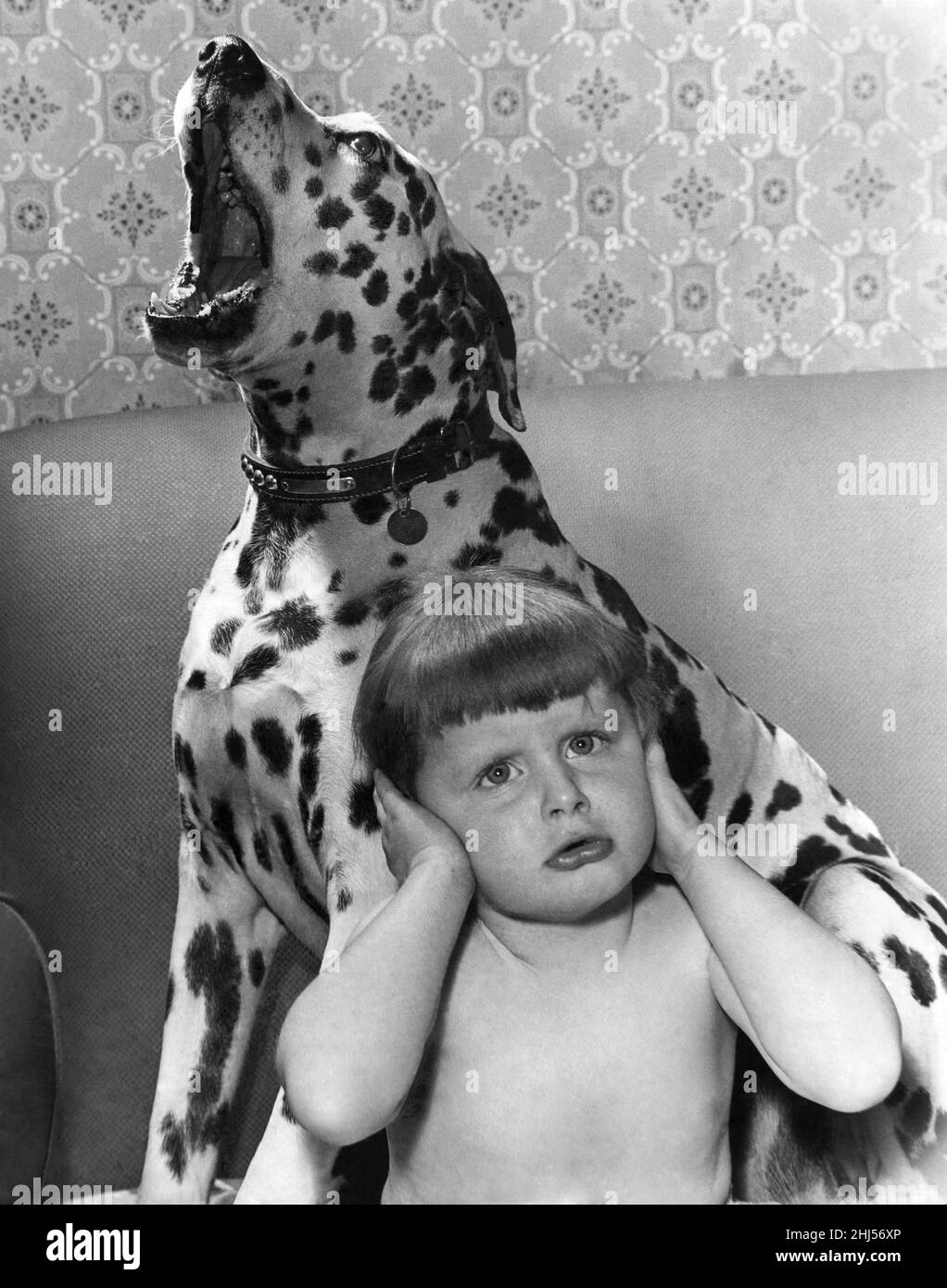 Animals Dogs Friendship: Singing Dalmatian…The biggest square in the ...